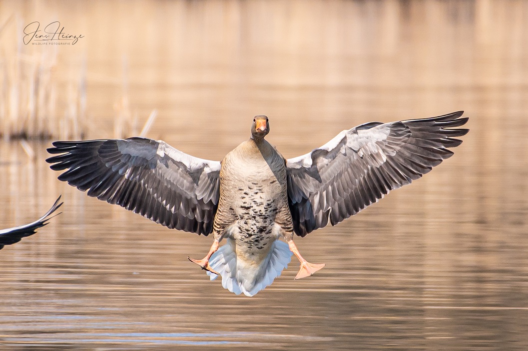 Graugans im Anflug
