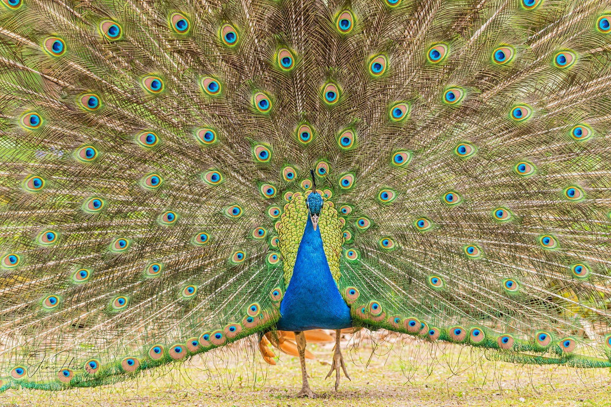 Pfau im Prachtfedernkleid